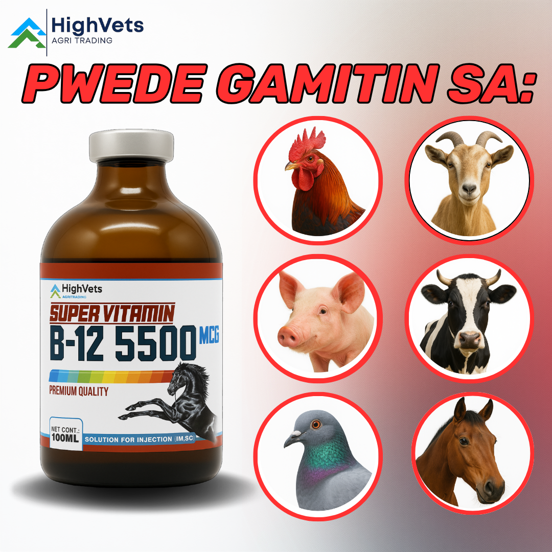 SUPER VITAMIN B12 With Liver Exract Gamefowl Conditioning, Chicken and ...