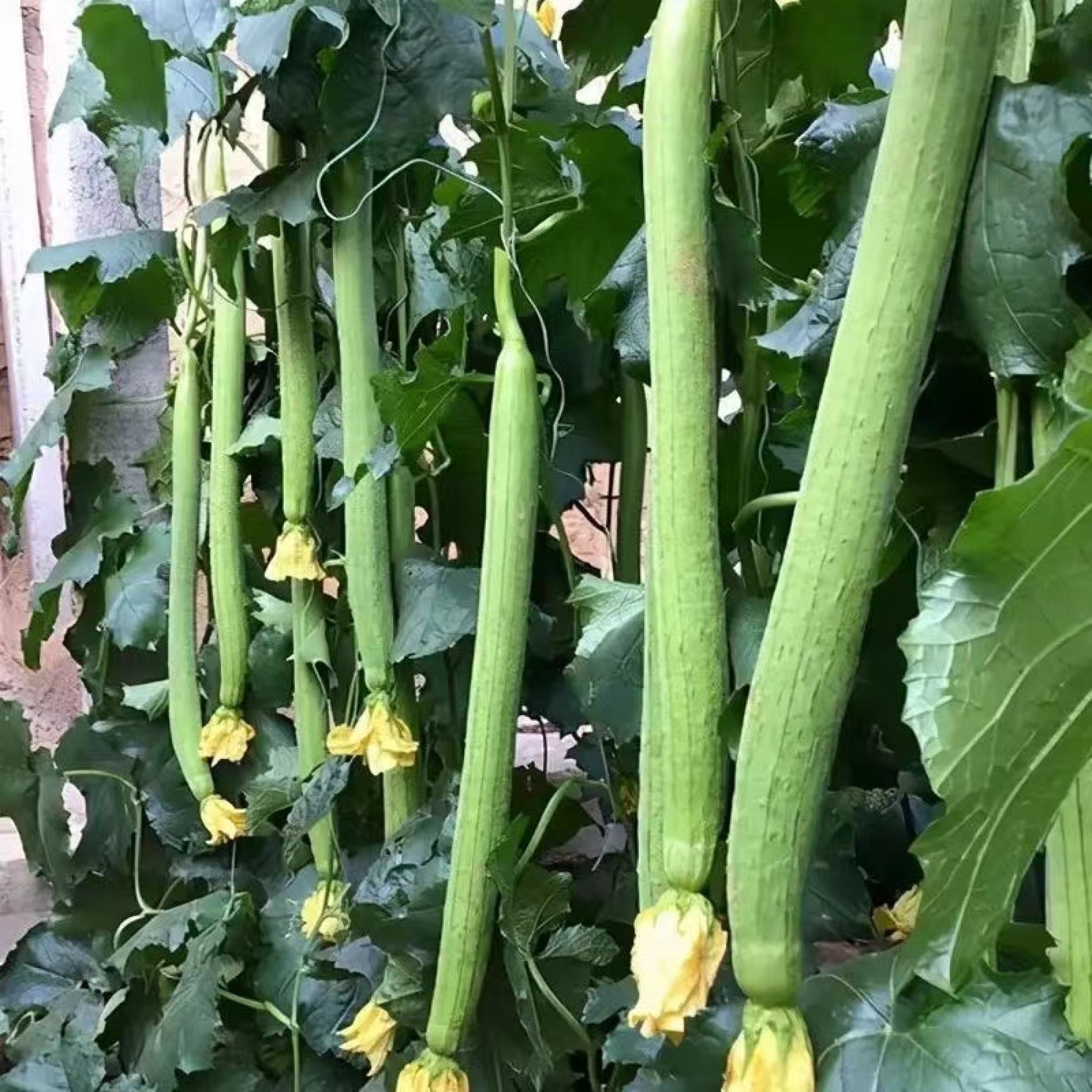 Patola Smooth Seeds(20seeds) - smooth patola seeds Vegetable Seeds High ...