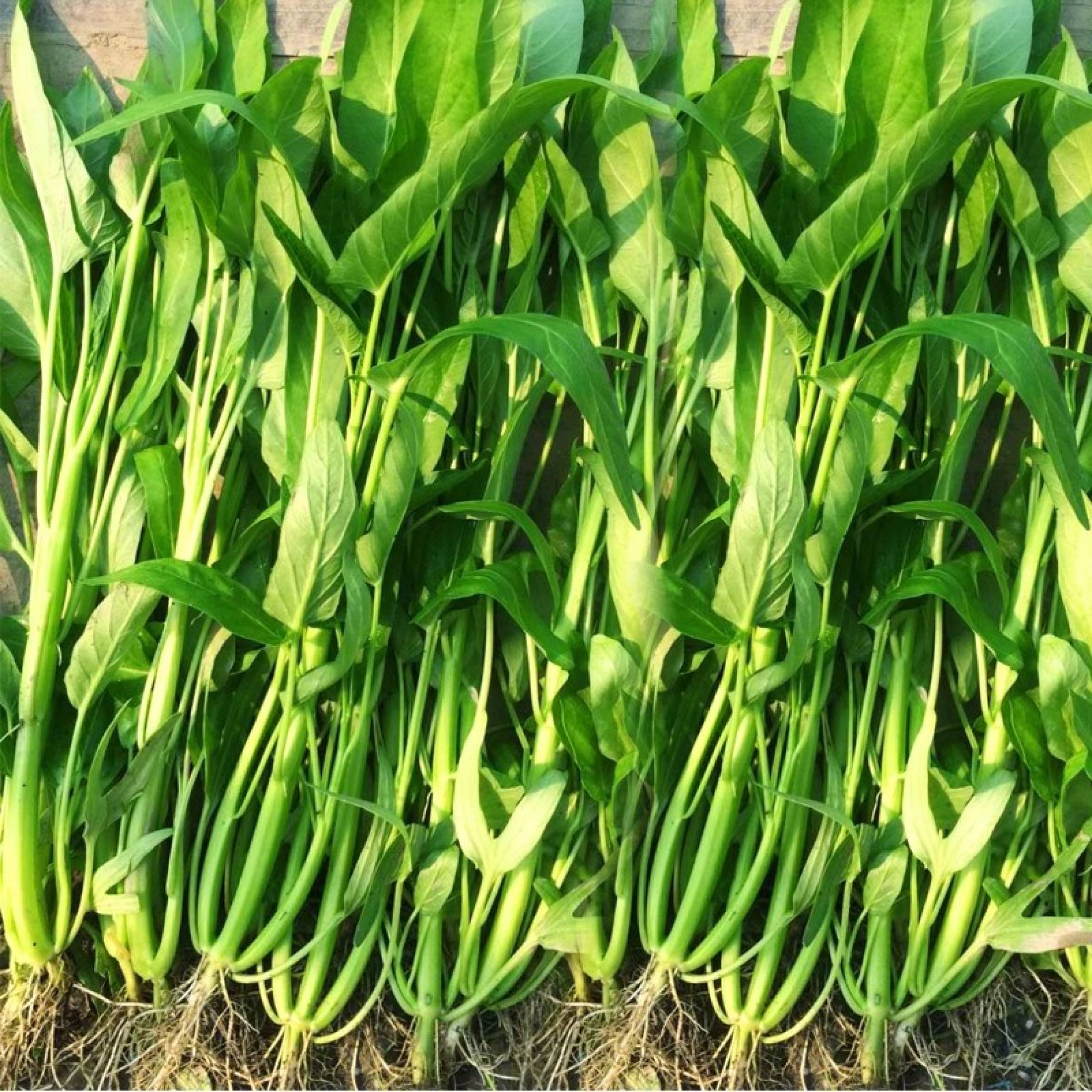 Chinese Kangkong Seeds /（150seeds） Upland Kang kong / Water Spinach ...