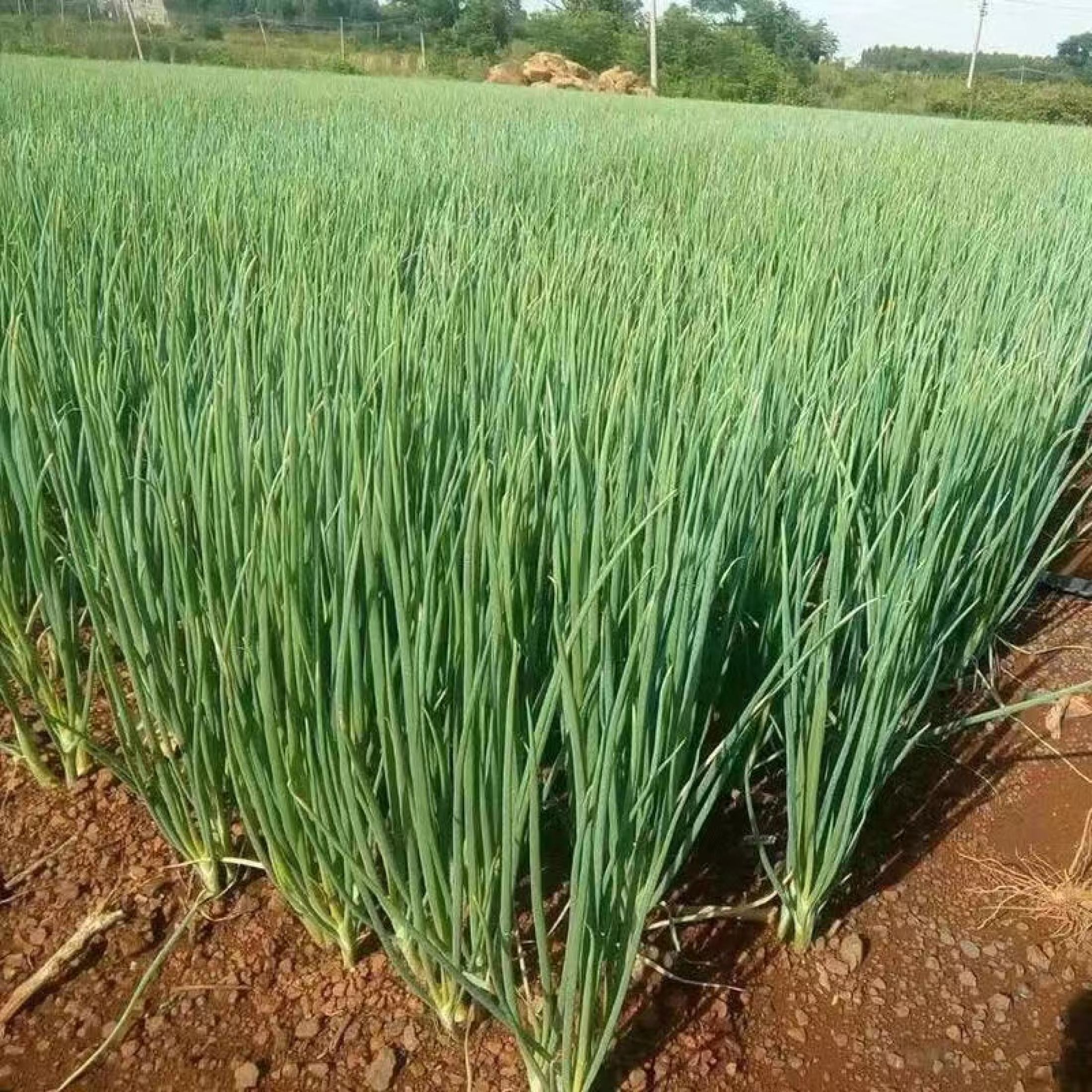 (500 SEEDS) DAHON NG SIBUYAS/BUNCHING ONION /JAKKOU VARIETY/EASY TO ...