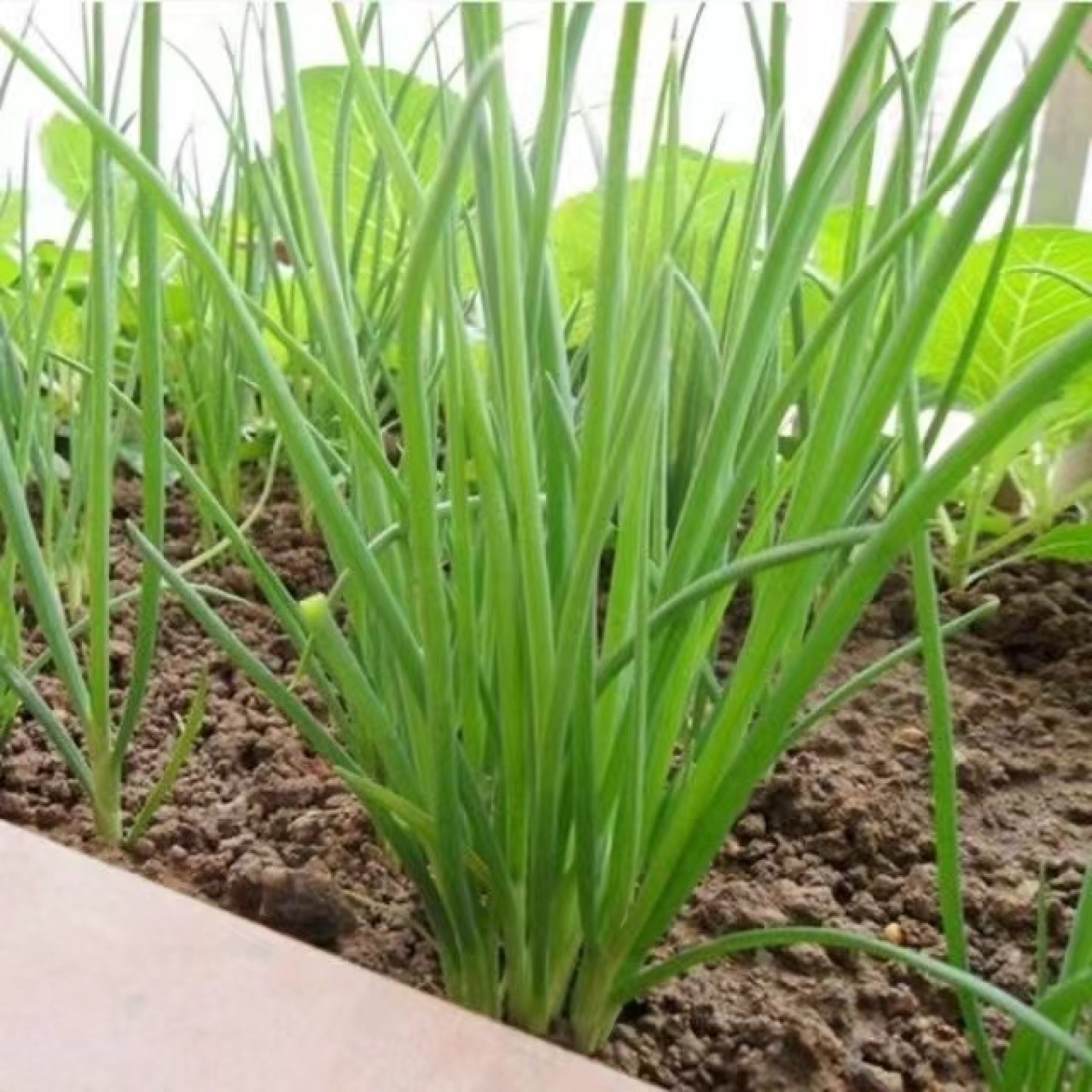 (500 SEEDS) DAHON NG SIBUYAS/BUNCHING ONION /JAKKOU VARIETY/EASY TO ...