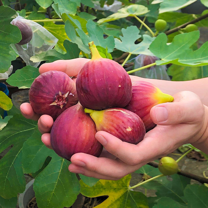 200 Seeds/Pack Rare Fig Tree Seeds (Ficus Carica), Tropical Fruit ...