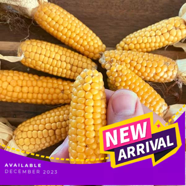 Ladyfinger Popcorn Seeds Rare Popcorn Seeds Heirloom Popcorn Seeds ...