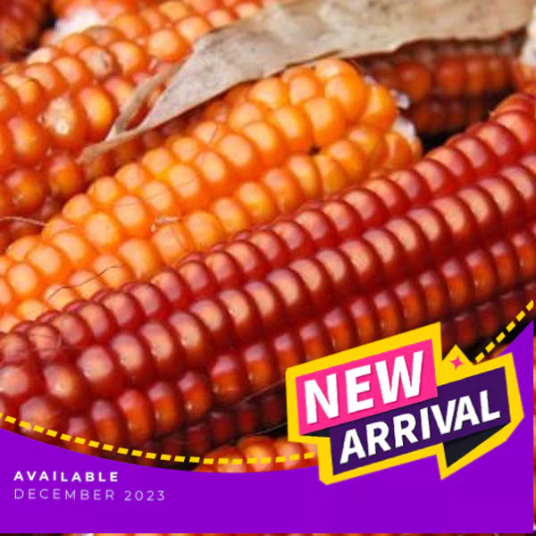 Atomic Orange Corn Seeds Rare Corn Seeds - Heirloom Corn Seeds Organic ...