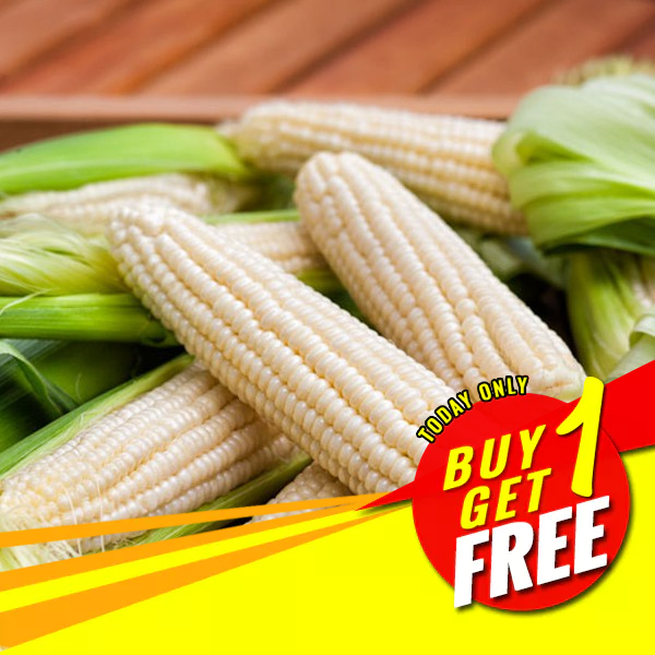 Sweet Corn Seeds - Silver Queen Corn Seeds Sweet Corn Seeds Heirloom ...