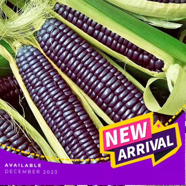 Blue Hopi Corn Seeds Rare Corn Seeds Heirloom Corn Seeds Black Corn ...