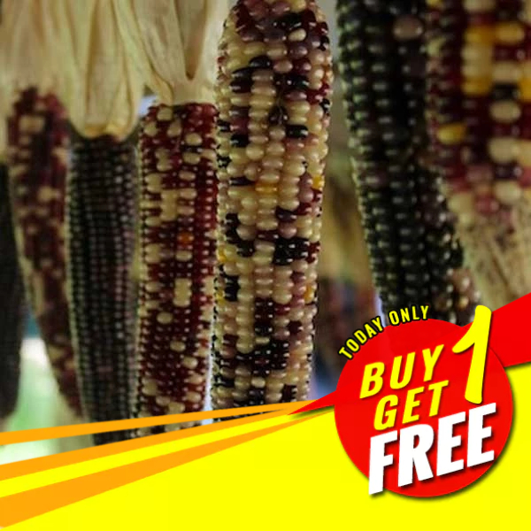 Multi Colored Popcorn Seeds Organic Popcorn Seeds Rare Popcorn Seeds ...