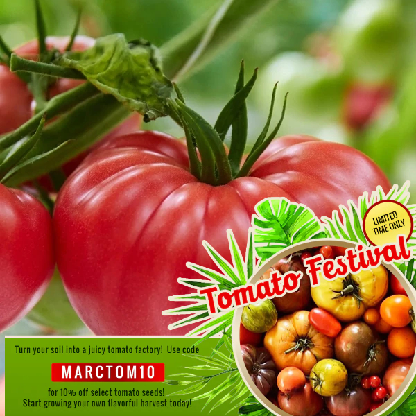 Brandy Wine Beefsteak Tomato Seeds Rare Tomato Seeds Heirloom Tomato ...