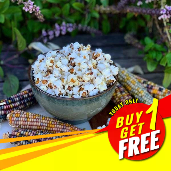 Rainbow Blend Popcorn Seeds Rare Popcorn Seeds Heirloom Popcorn Seeds ...