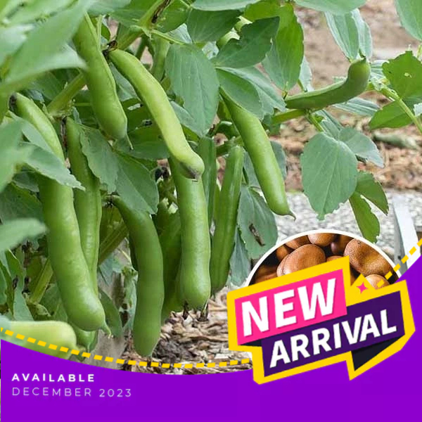 Fava Beans Seeds Rare Beans Seeds Heirloom Beans Seeds Organic Fava ...