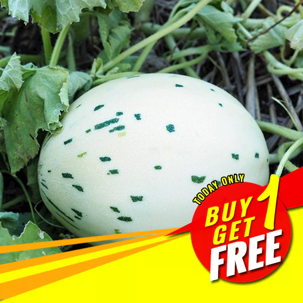 Ivory Gaya Melon Seeds - Ivory Gaya Premium Meteor Melon Seeds | Shopee ...