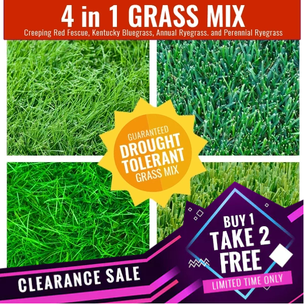 4in1 Grass Mix (1,000+ seeds) Drought Resistant Grass Seeds - Mix Grass ...