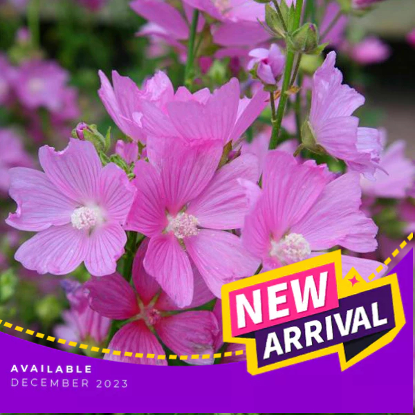Purple Musk Mallow Seeds Mallow Flower Seeds Rare Flower Seeds ...