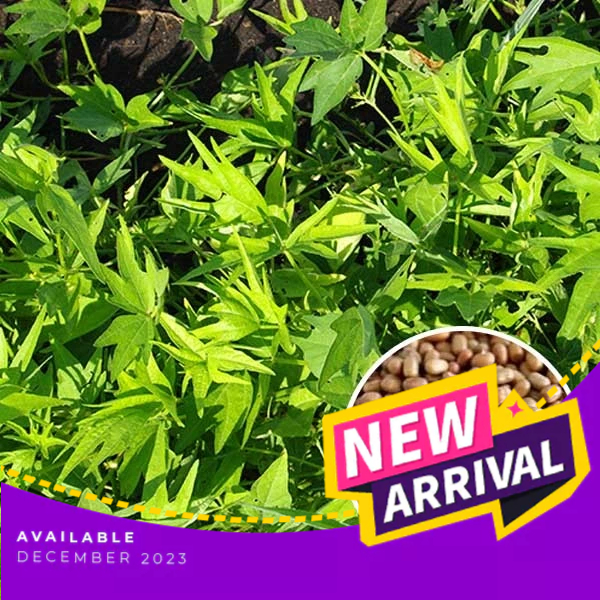 Moth Beans Seeds Bean Moth Seeds Rare Bean Seeds - Heirloom Bean Seeds ...