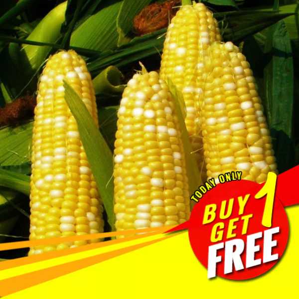 Sweet Bilicious - Sweet Corn Seeds Sweet Corn Seeds Rare Sweet Corn ...