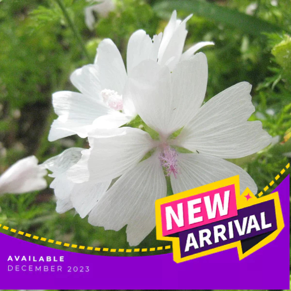 White Musk Mallow Seeds - Mallow Flower Seeds Rare Flower Seeds ...
