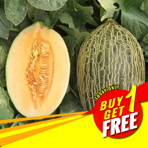 King Show Melon Seeds - Melon Piel de Sapo Seeds - Imported Seeds ...