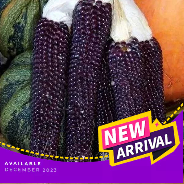 Purple Butterly Popcorn Seeds Rare Popcorn Seeds Heirloom Popcorn Seeds ...