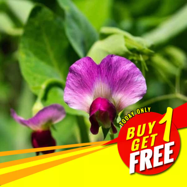 Arivka Speckled Peas Seeds Arivka Seeds Rare Peas Seeds Heirloom Pea ...