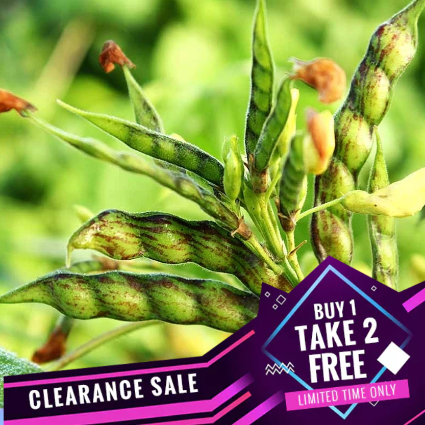 Kadyos Seeds Kadios Seeds Rare Pea Seeds Heirloom Pea Seeds Organic Pea ...