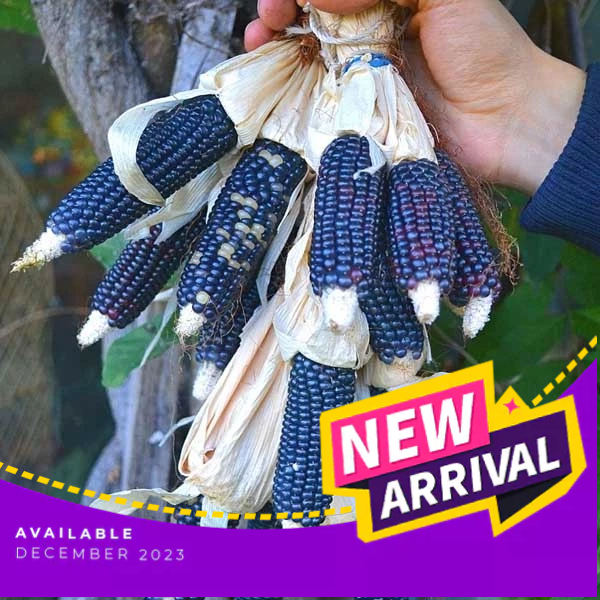 Blue Butterfly Popcorn Seeds Rare Corn Seeds Heirloom Corn Seeds ...