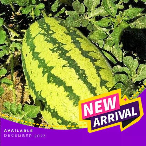 Giant Jubillee Watermelon Seeds Rare Watermelon Seeds - Heirloom ...
