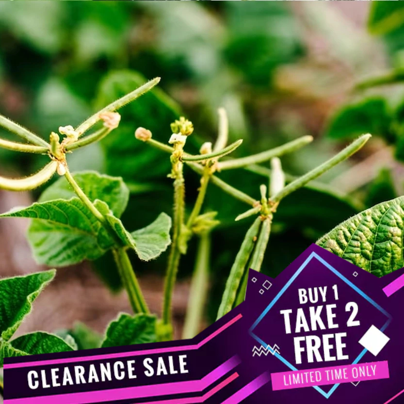 Red Munggo Bean Seeds Rare Red Mung Bean Seeds Heirloom Bean Seeds ...