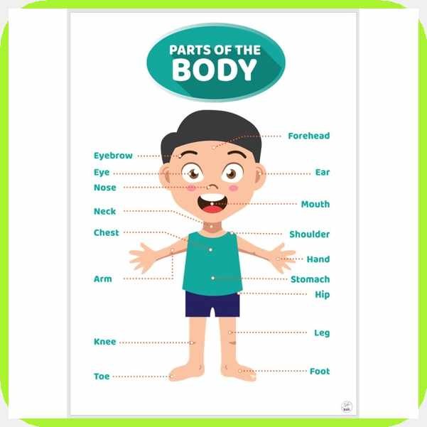 Laminated?r,Big+G.chart=z(Parts|B(of|t(the|P(Body}NH)(Boy)}Sd ...