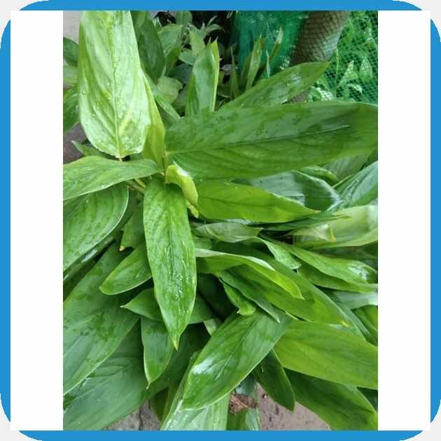 Arrowroot/Uraro=D(Plant&BP.(One}y>stem)o>only) | Shopee Philippines