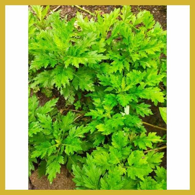 DAMONG,SMARIA>we;PLANTS[Y,&!u,FRESH!m,LEAVES!dY,(50!ia,GRAMS) | Shopee ...