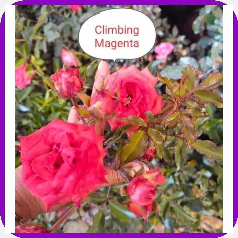 climbing,vE:~wP{g