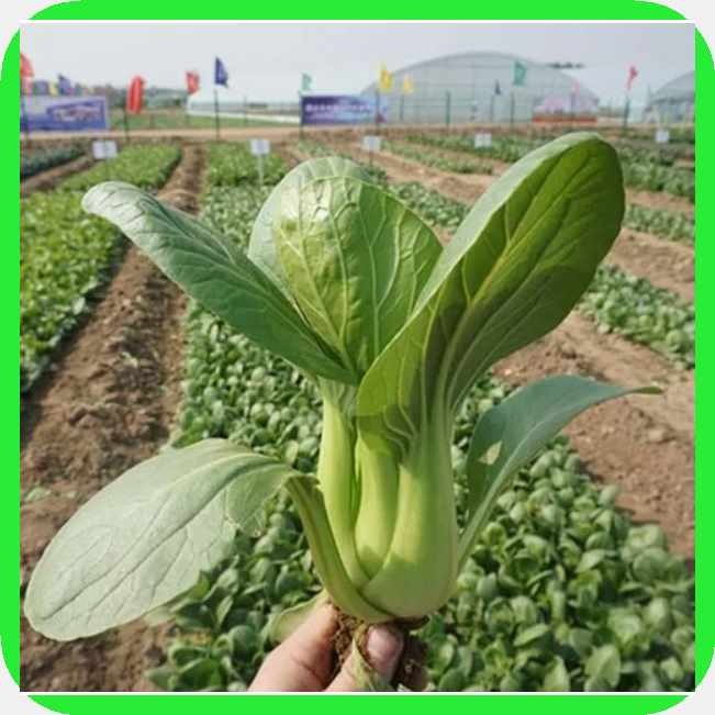 SUPER$Ql>PREMIUM%nW~PACK*a?Bok*z?Choy*cs?Vegetable*JU?Seeds*SO?(*ee ...