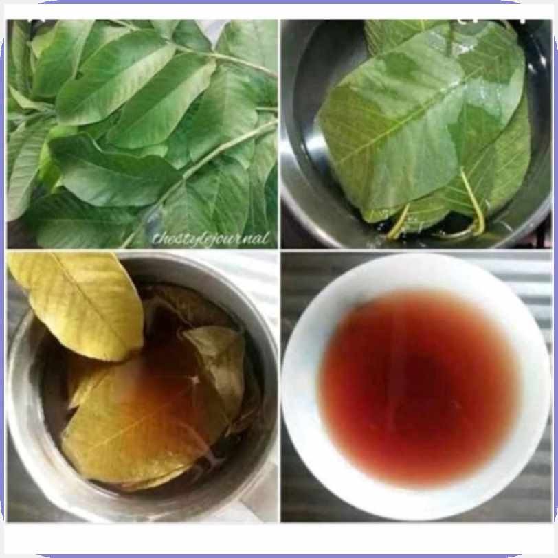 Guava#z]Leaves/Dahon,IV>Bayabas/for$a^making/b^Tea(100pcs/k^per/tp^Pack ...