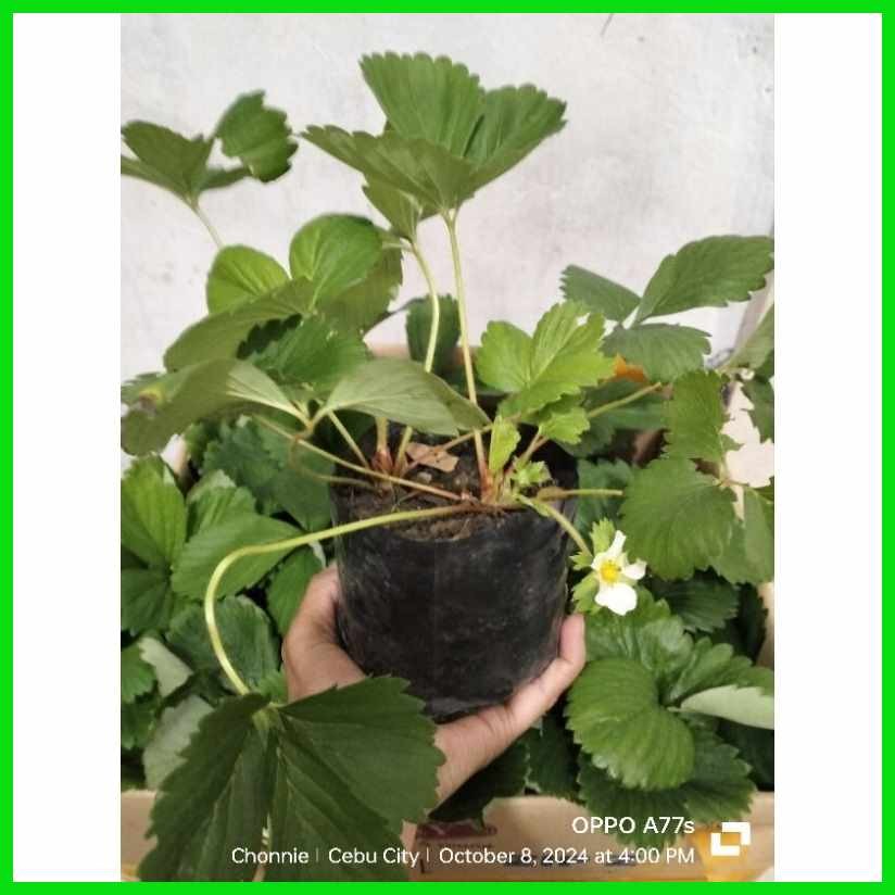 Matured:GC[plants+h.(japanese>q)shoga) | Shopee Philippines