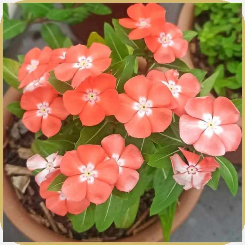 Indonesian}ot!Vinca/Periwinkle`n;Mandarin&Orange&(10&seeds) | Shopee ...
