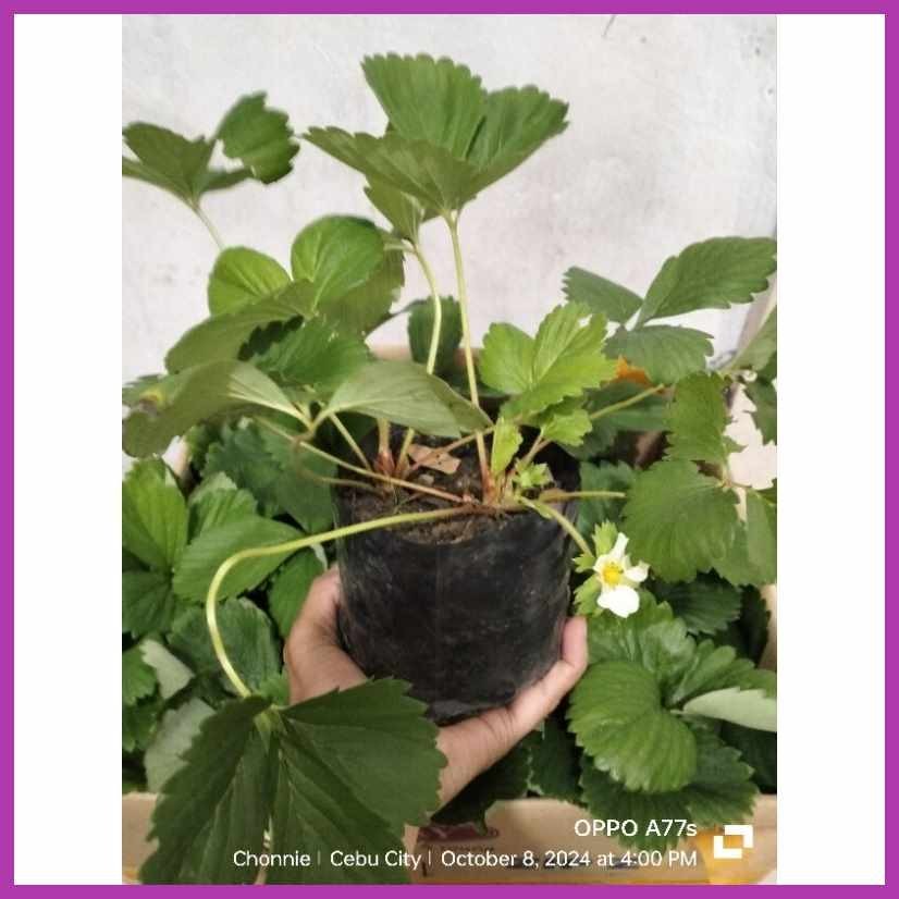 Matured;dX!plants]J&(japanese+S@f@shoga) | Shopee Philippines