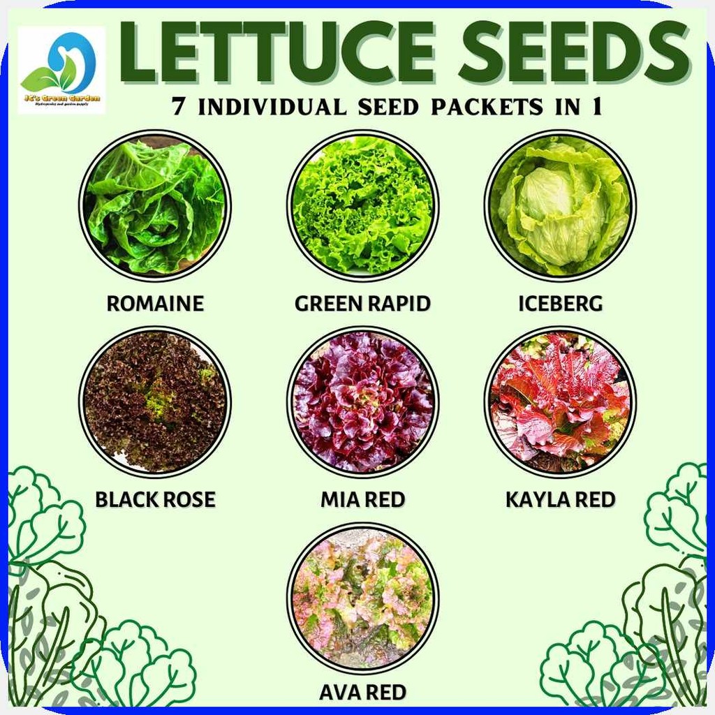 LETTUCE~w