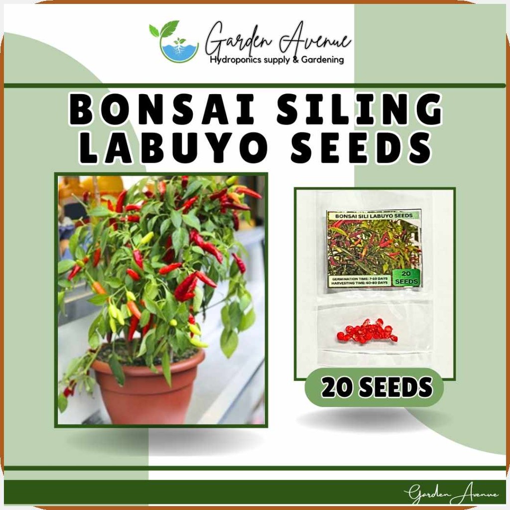 SULIT=M/PACK!#EJ&BONSAI+E@u@g@Z@c@O SILING LABUYO (20 SEEDS) - FAST ...