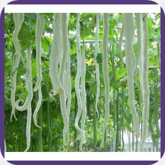 Snake|xc&Gourd>Eg)Bean*DU?Vegetable*mY?Seeds*Cx?*dl?(*pJ?4*nW?seeds ...