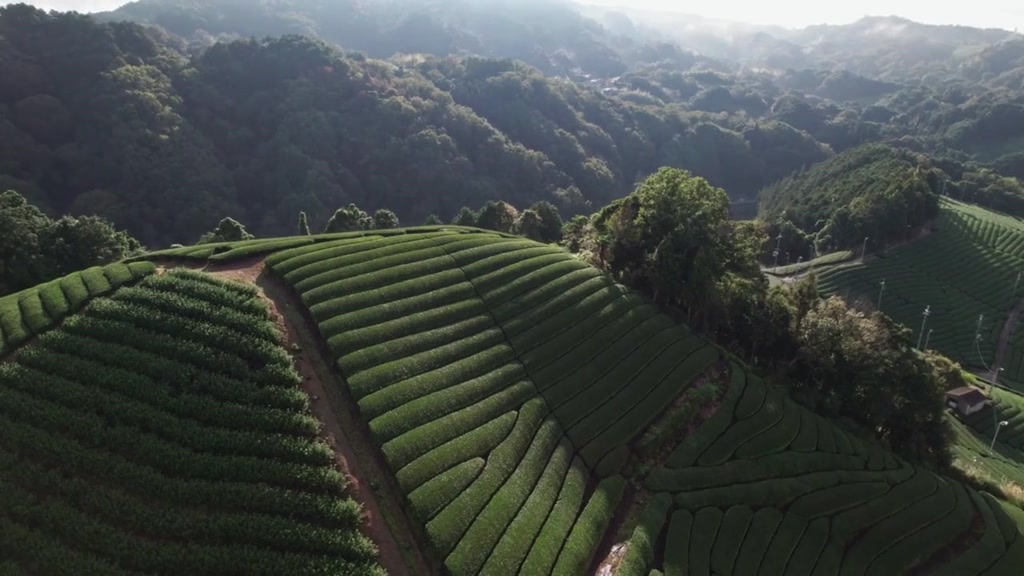 Matcha Kanbayashi Shunsho Aya no Mori 40g/100g(can/pack),200g(can ...