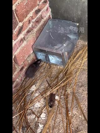 Double door mouse catcher, Humane Mouse Traps for Indoors That Work ...