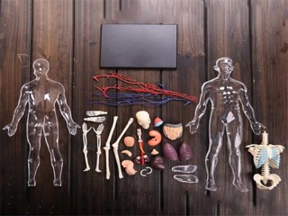 Stat Realistic Human Organs Model Student Medical Teaching Toy 1 6 ...