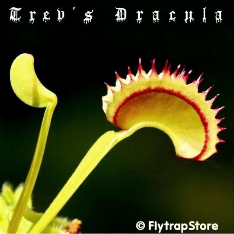 Venus Flytrap | Budget | Shopee Philippines