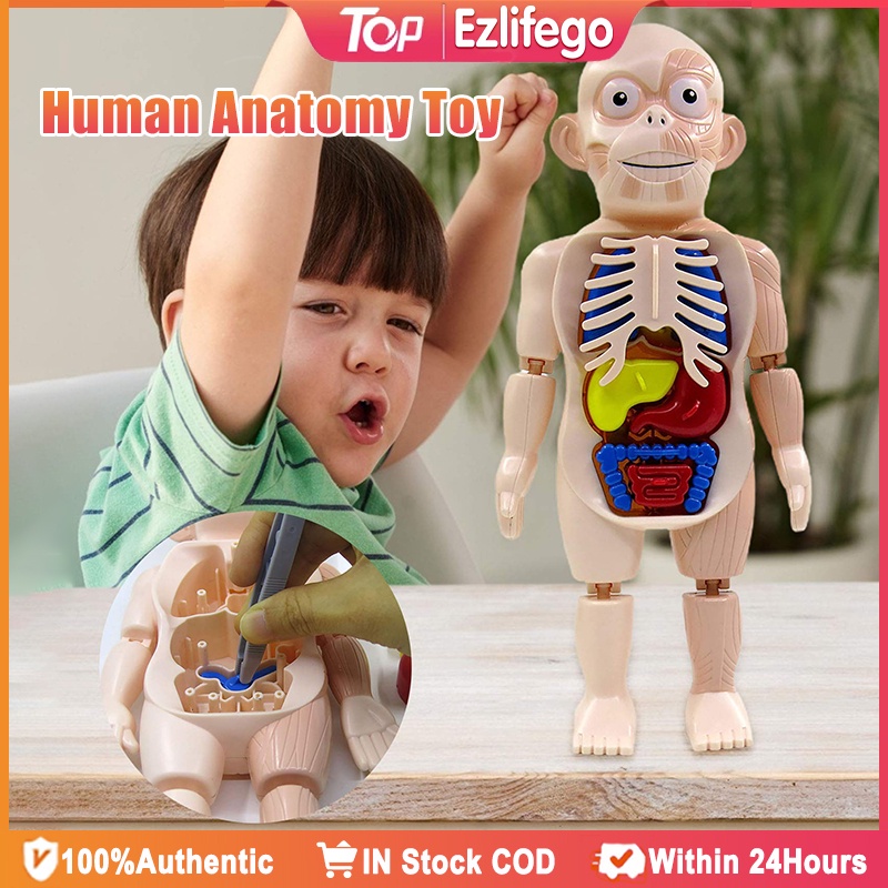 Human Anatomy Model Toy DIY Assembly Science Kits Toys | Shopee Philippines
