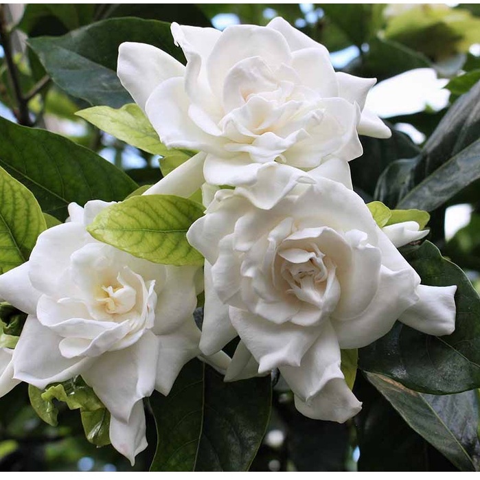 Rosal live plant (Gardenia angustifolia) | Shopee Philippines