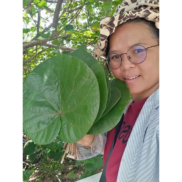 Sea Jute Leaf Leaf Live 1kg 100 Baht Baht | Shopee Philippines
