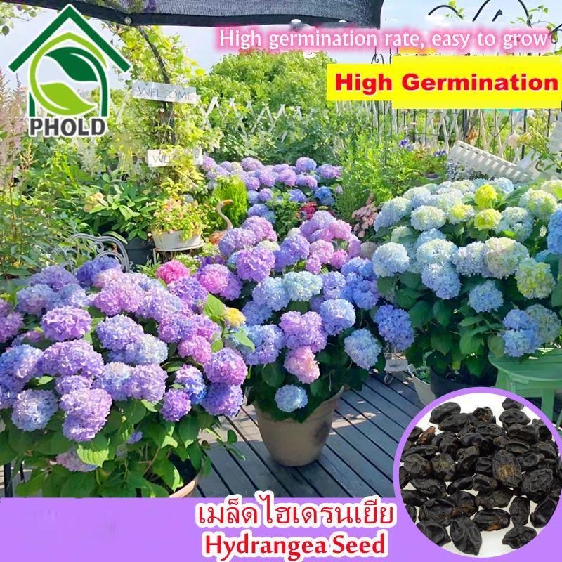 5pcs Mixed Colors Hydrangea Flower Seed Indoor Hydrangea Plant Seeds ...