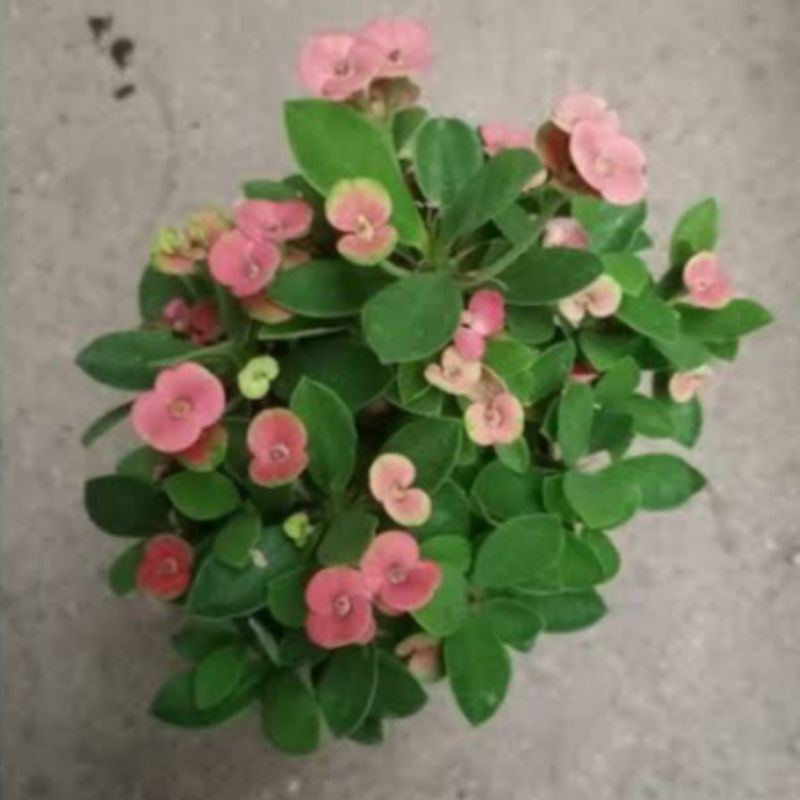 Euphorbia Milii Piti Mini | Shopee Philippines