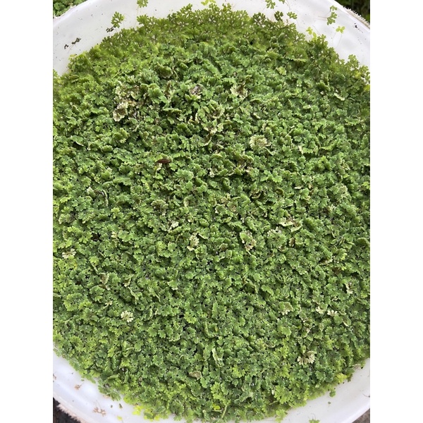 Azolla Floating Plants for Pond / Aquarium Aquascape | Shopee Philippines