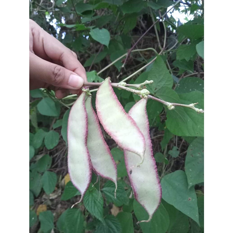 bataw marabilya gulay binhi seed vegetable outdoor garden plant ...